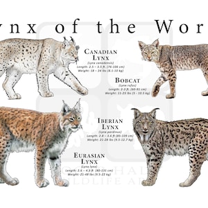 Lynx of the World Poster Print / Field Guide - SIGNED BY ARTIST! - Etsy