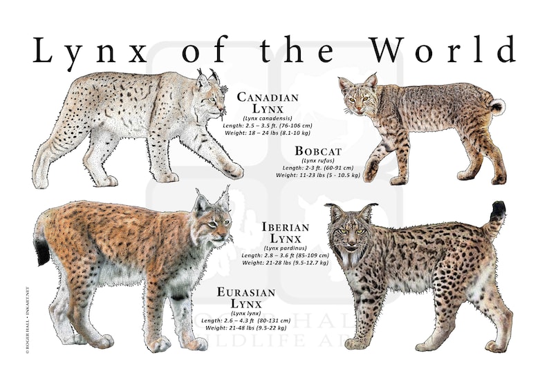 Lynx of the World Poster Print / Field Guide - Etsy
