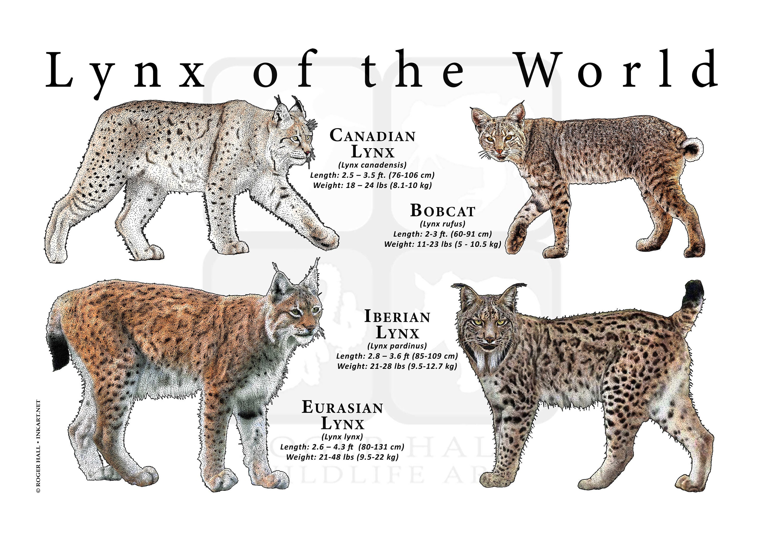 Lynx of the World Poster Print / Field Guide - Etsy