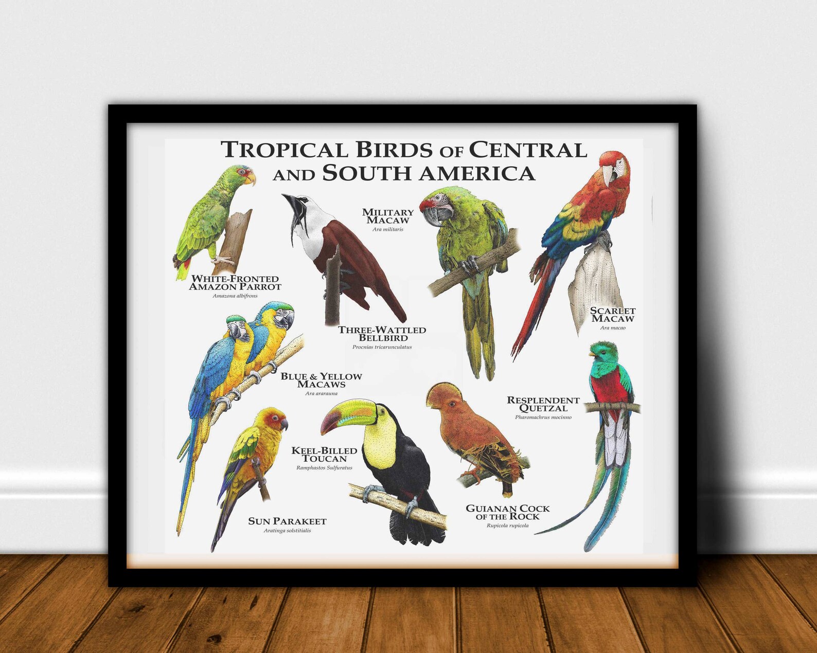 Tropical Birds of Central and South America Poster Print | Etsy
