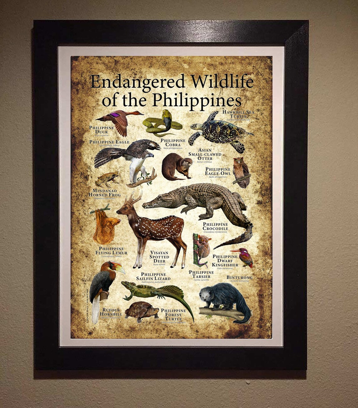 Endangered Wildlife of the Philippines Poster Print | Etsy