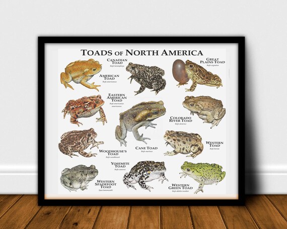 Nature Wildlife Art Print Wildlife Illustration Realistic American Toad ...