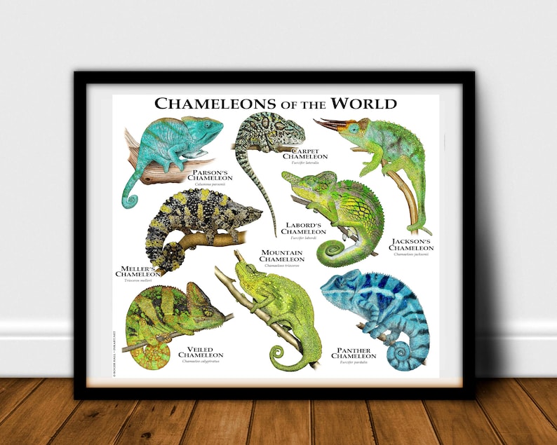 Chameleons on the World Poster Print - SIGNED BY ARTIST! - Etsy