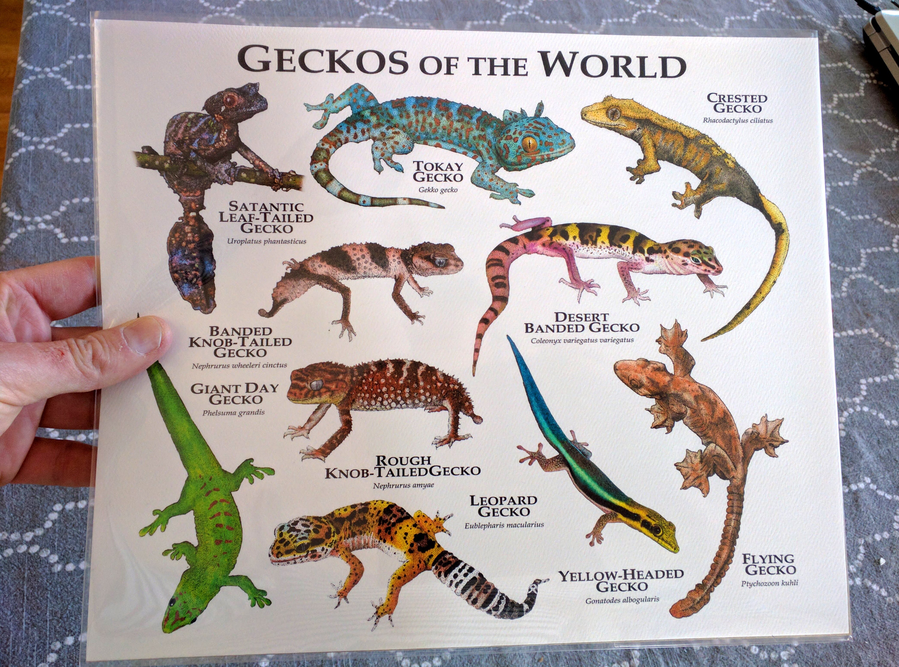 Impresión de póster de Geckos of the World - Etsy España