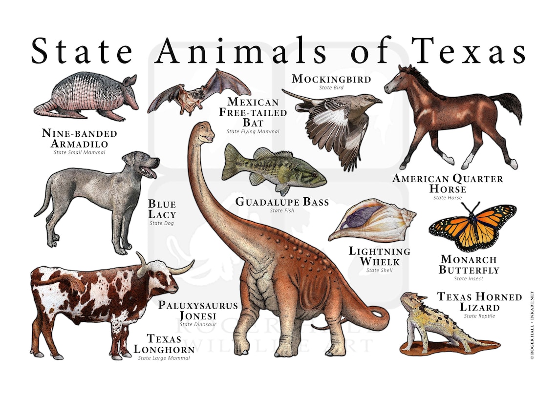 Texas State Animals Poster Print | Etsy