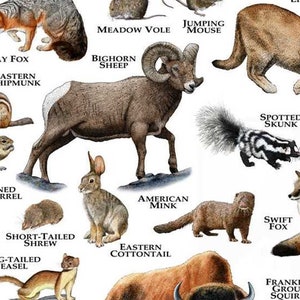 Mammals of Nebraska Poster Print / Nebraska Mammals Field | Etsy