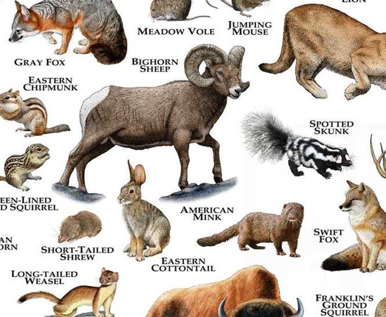 Mammals of Nebraska Poster Print / Nebraska Mammals Field | Etsy