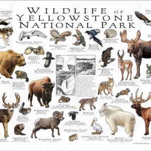 Wildlife of Yellowstone National Park/field Guide - SIGNED BY ARTIST - Etsy