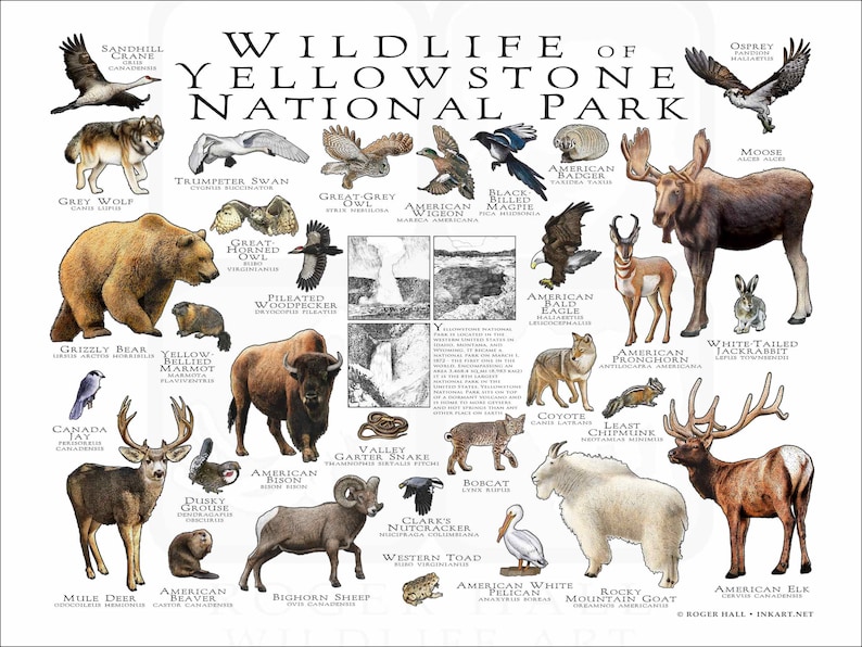 Wildlife of Yellowstone National Park/field Guide - SIGNED BY ARTIST - Etsy