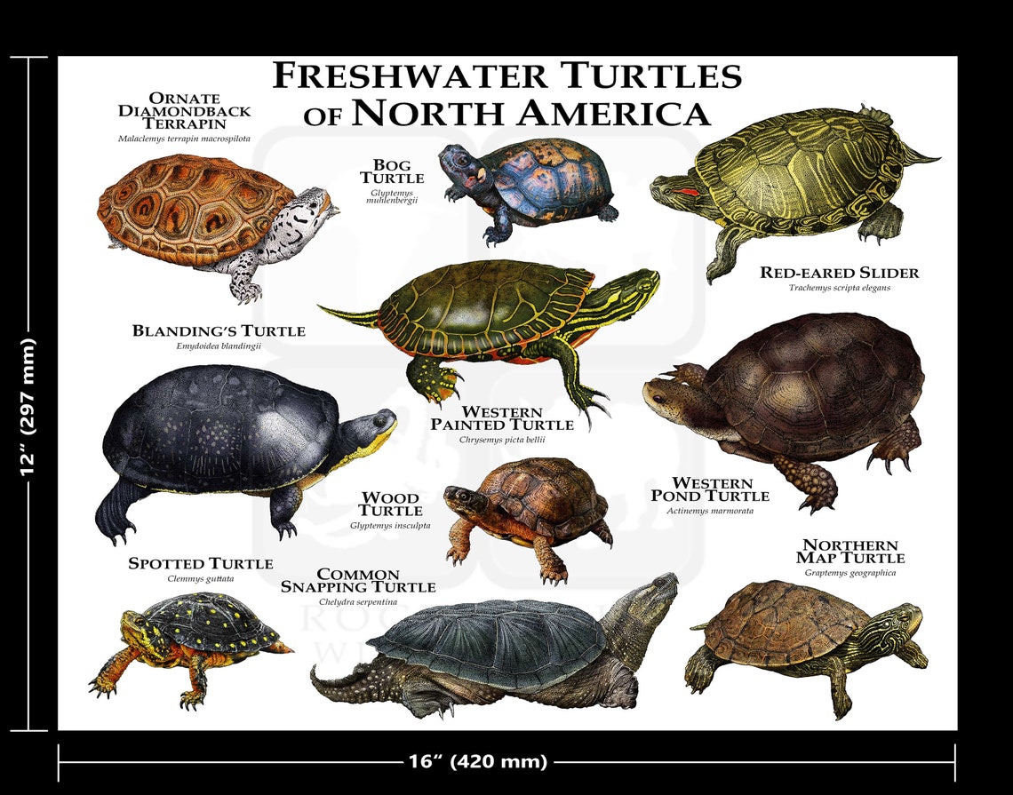 Freshwater Turtles of North America Poster Print | Etsy