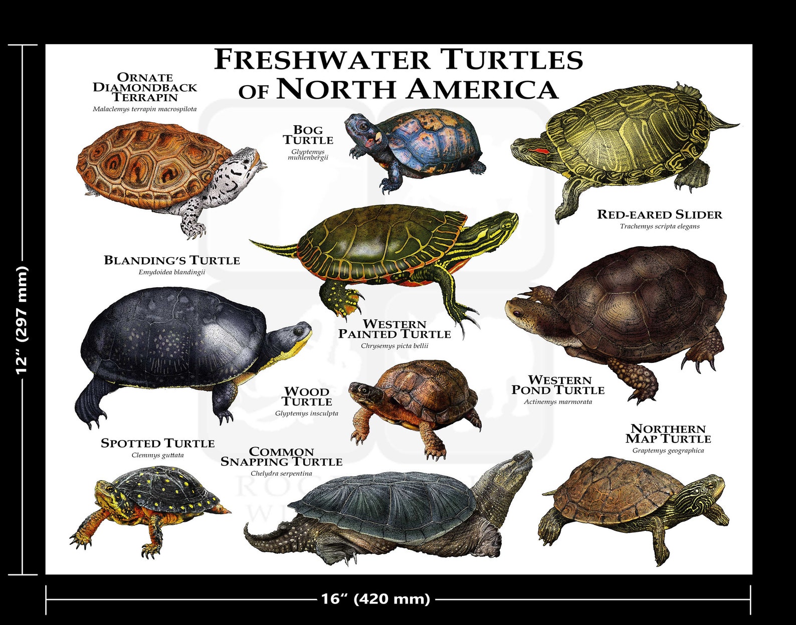 Freshwater Turtles of North America Poster Print | Etsy