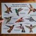 Hummingbirds of North America Poster Print - Etsy