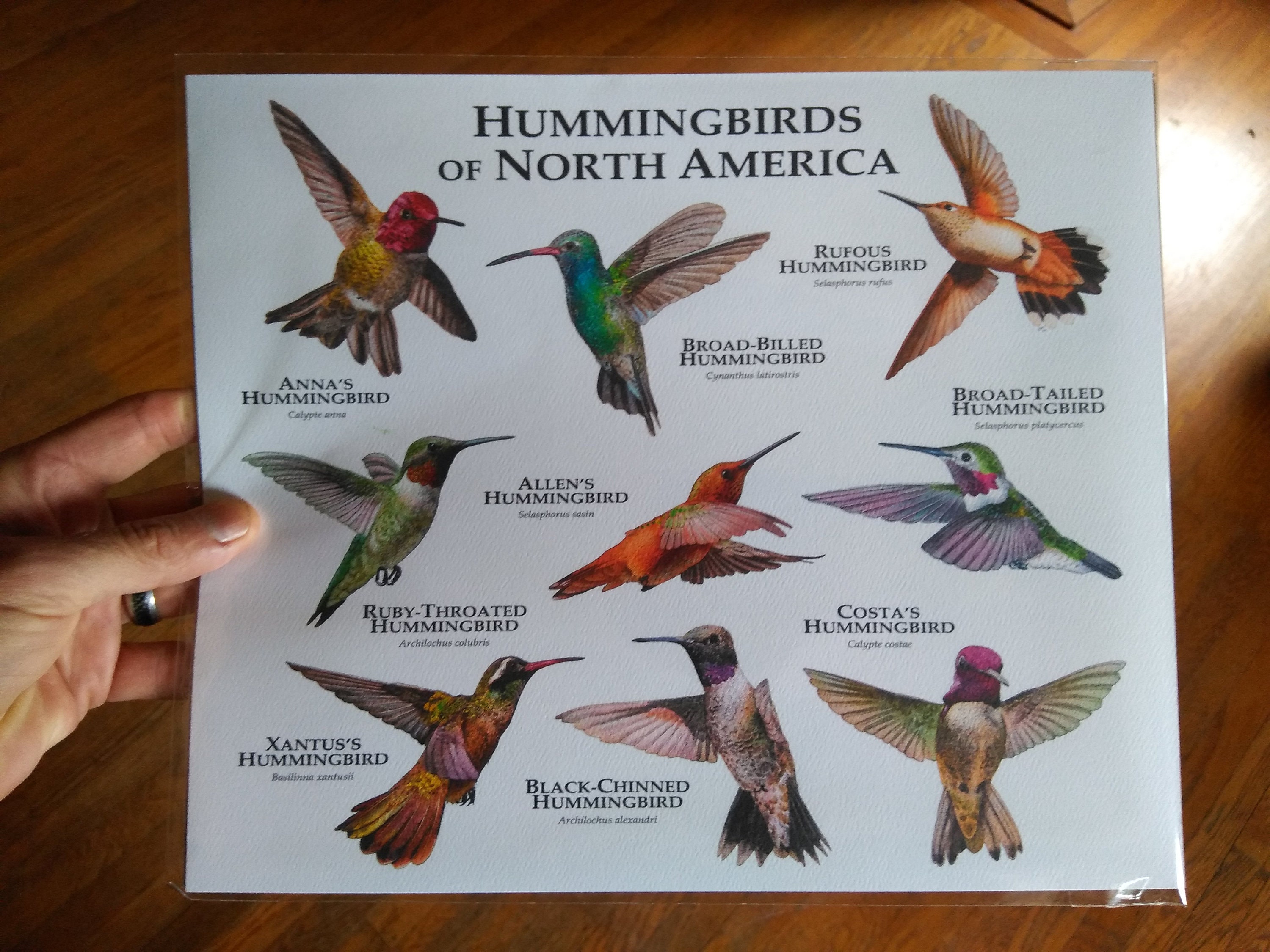 Hummingbirds of North America Poster Print - Etsy