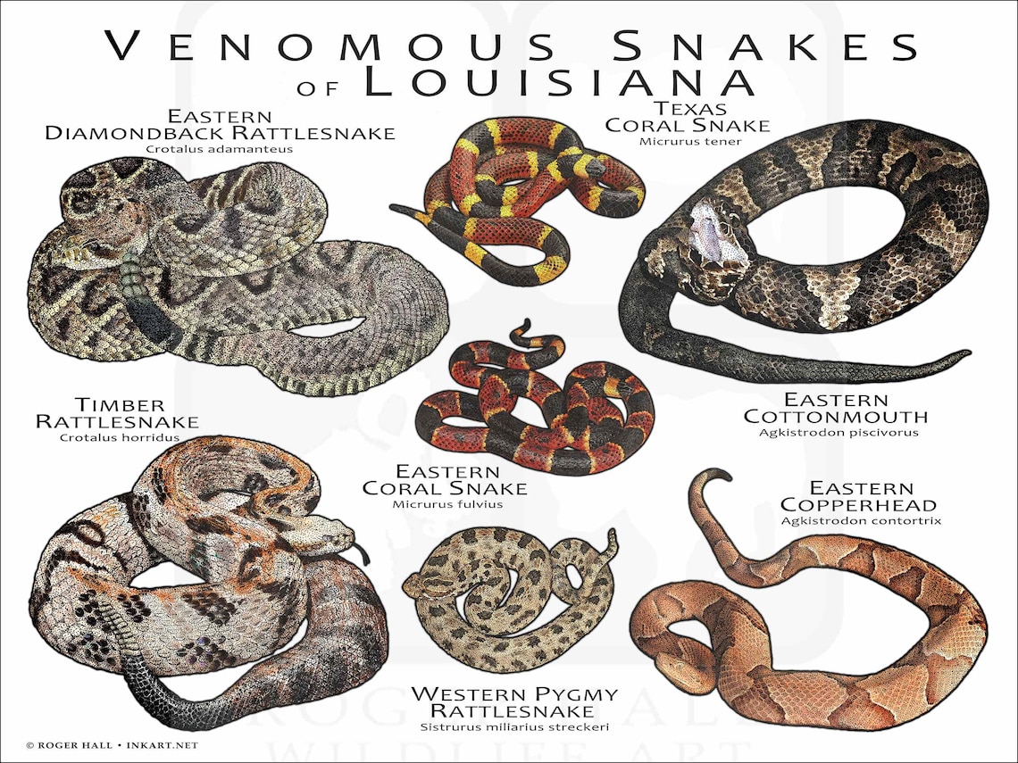 Venomous Snakes of Louisiana Art Print / Field Guide - Etsy