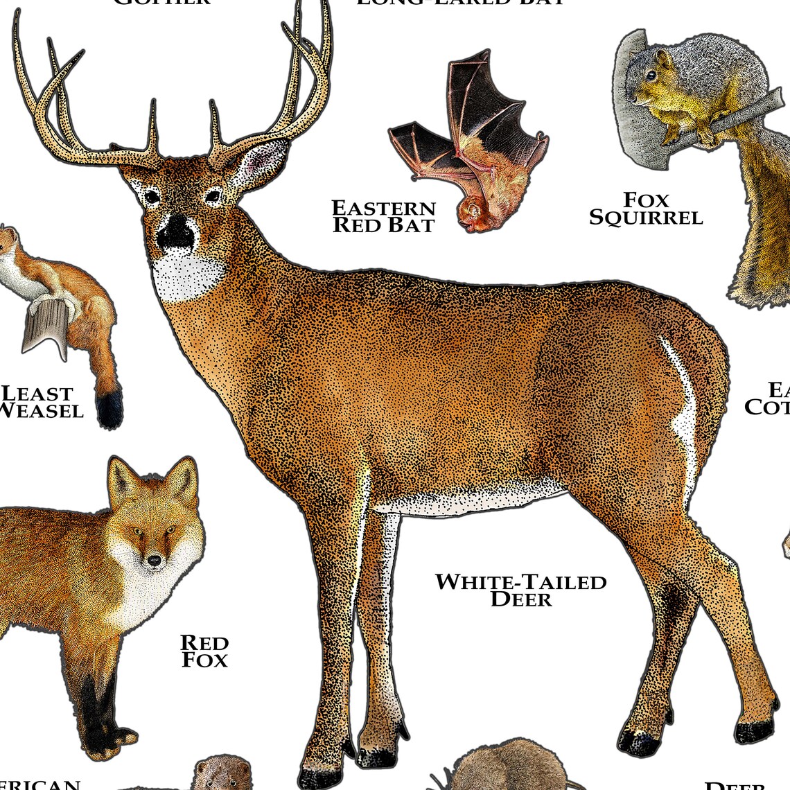 Mammals of Indiana Poster Print / Indiana Mammals Field Guide - Etsy