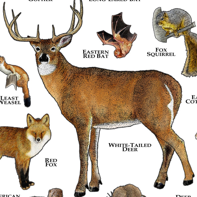 Indiana Mammals Poster Print: Signed Field Guide Art - Etsy Sweden