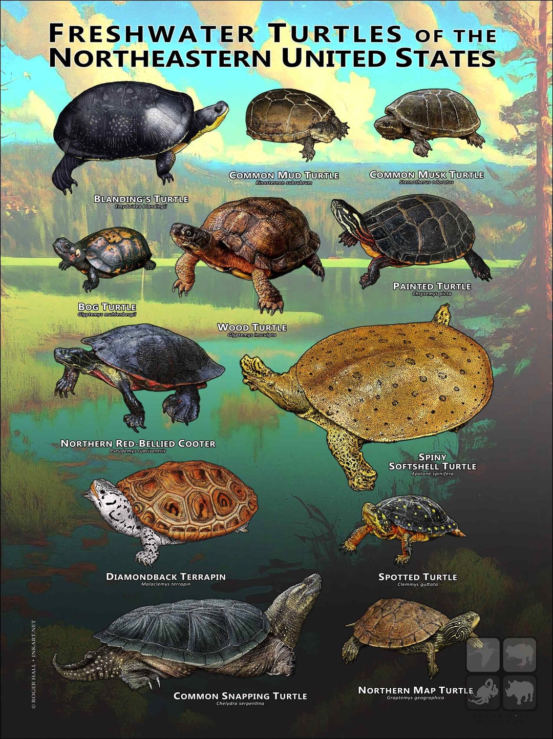 Freshwater Turtles of the Northeastern US Art Print / Field Guide - Etsy