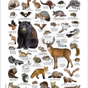 North Carolina Mammals Poster Print: Signed Wildlife Art Field Guide - Etsy