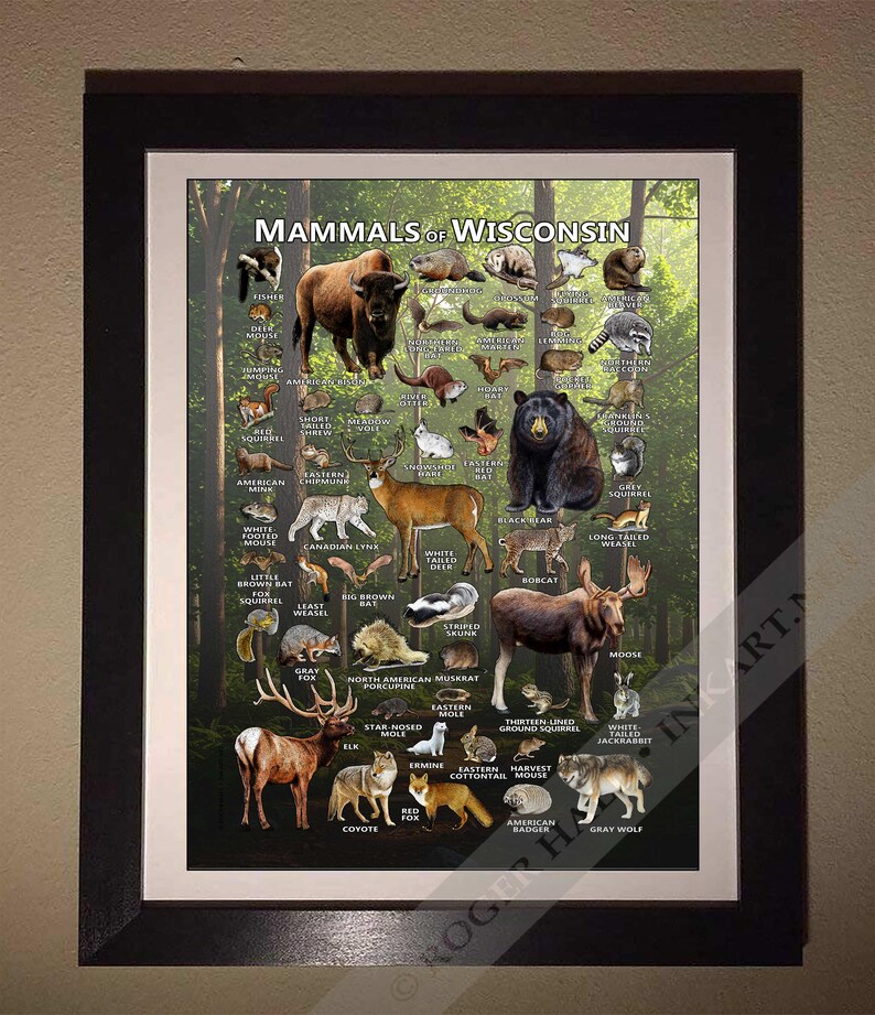 Wisconsin Mammals Poster Print: Field Guide Art - Signed - Etsy