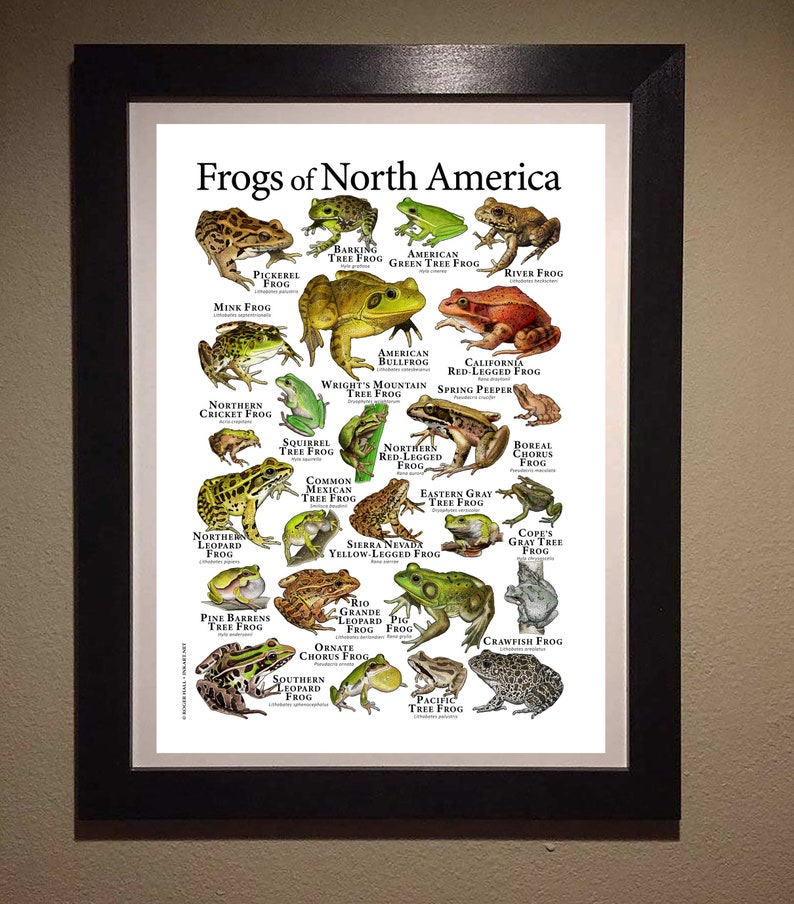 Frogs of North America Poster Print | Etsy