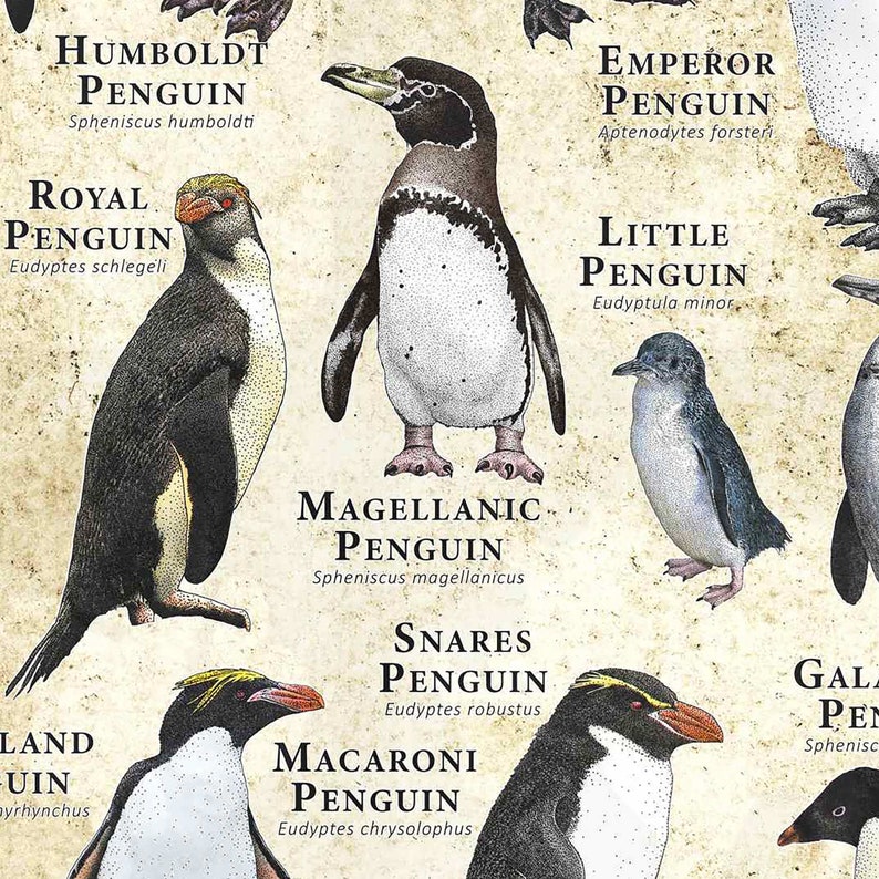 Penguins of the World Poster Print - Etsy