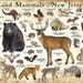 Mammals of West Virginia Poster Print / West Virginia Mammals Field ...