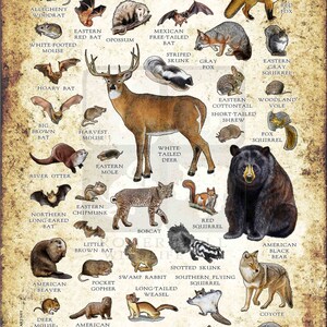 Alabama Mammals Poster Print: Signed Field Guide Art - Etsy