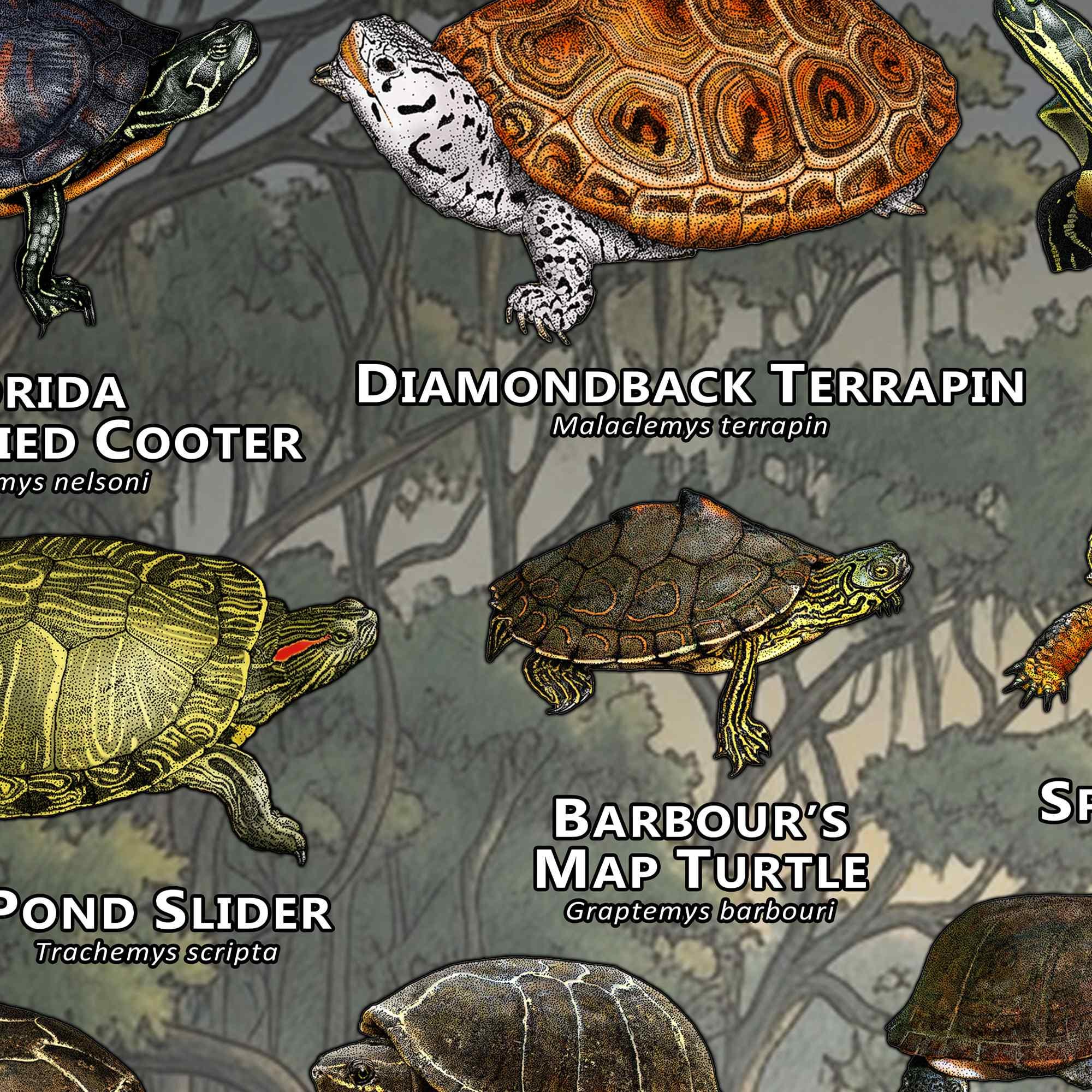 Freshwater Turtles of the Southeastern US Art Print / Field Guide ...