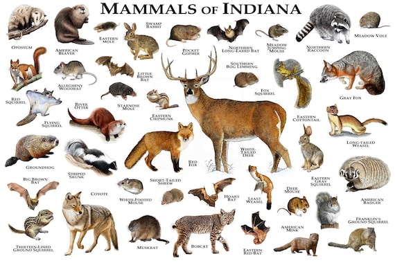 Mammals of Indiana Poster Print / Indiana Mammals Field Guide | Etsy