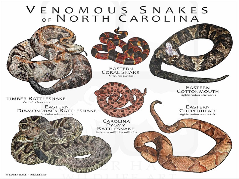 Venomous Snakes of North Carolina Art Print / Field Guide - Etsy