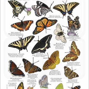 Butterflies of Utah Poster Print/field Guide - SIGNED BY ARTIST! - Etsy