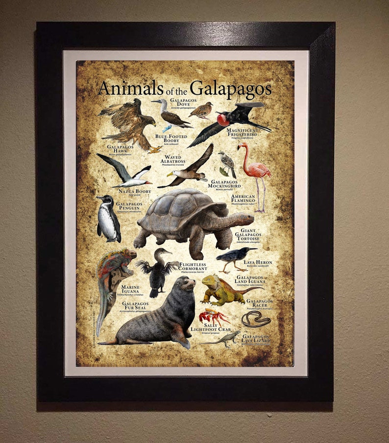 Animals of the Galapagos Islands Poster Print - Etsy