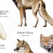 Foxes of the World Poster Print - SIGNED BY ARTIST! - Etsy