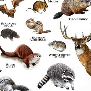Mammals of Kentucky Poster Print / Kentucky Mammals Field | Etsy