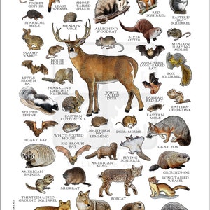 Mammals of Indiana Poster Print / Indiana Mammals Field Guide / Animals ...