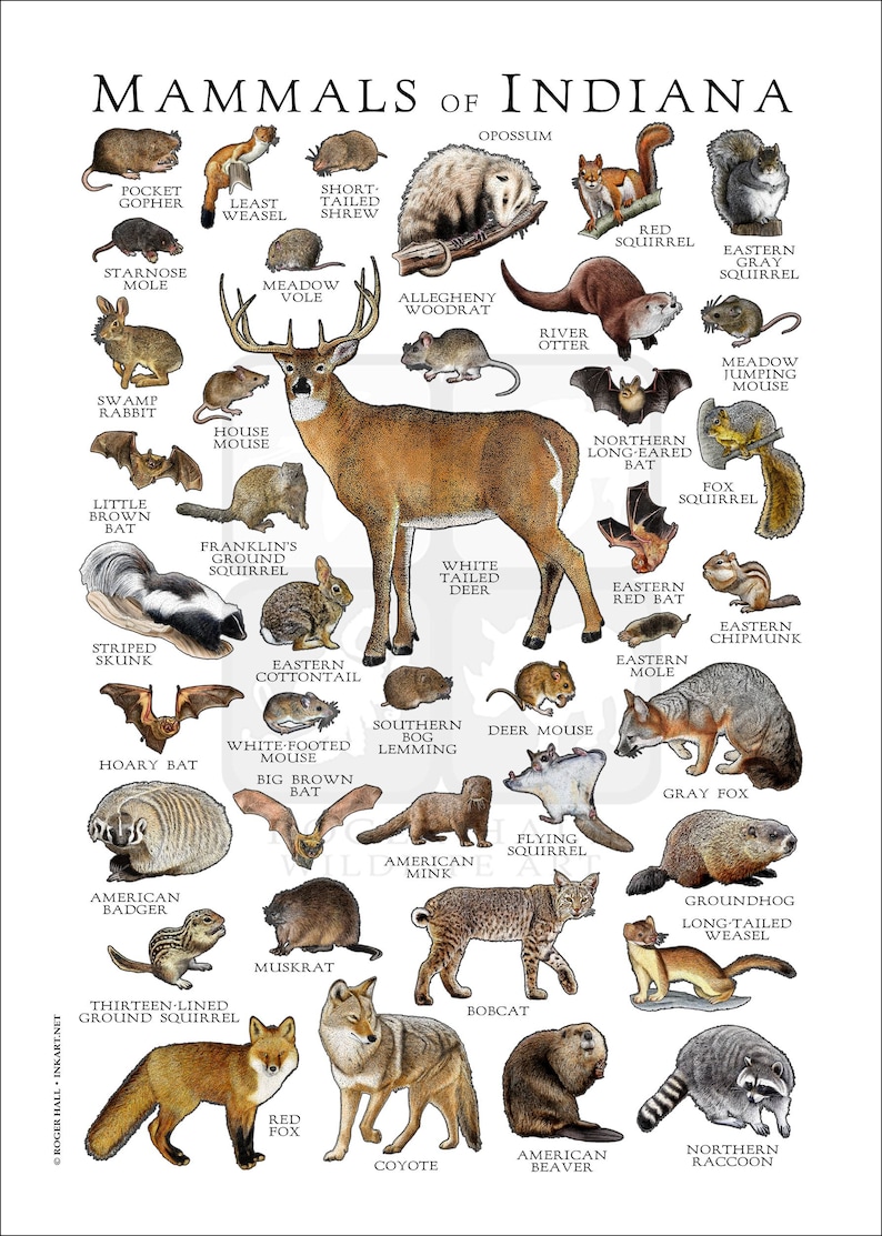 Indiana Mammals Poster Print: Signed Field Guide Art - Etsy Sweden