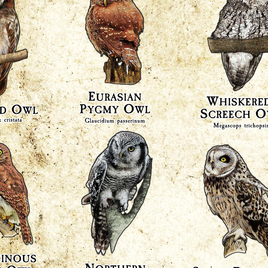 Owls of the World Art Print / Field Guide - SIGNED BY ARTIST - Etsy