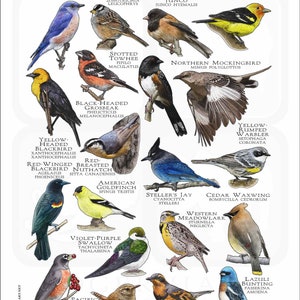 Songbirds of Washington Poster Print Field Guide - Etsy