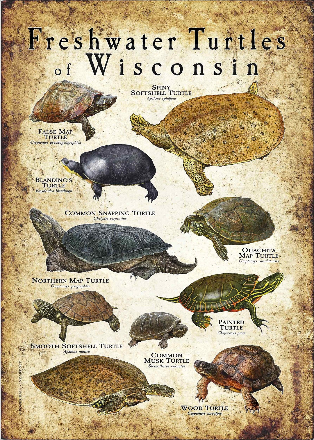 Freshwater Turtles of Wisconsin Poster Print/field Guide - SIGNED BY ...