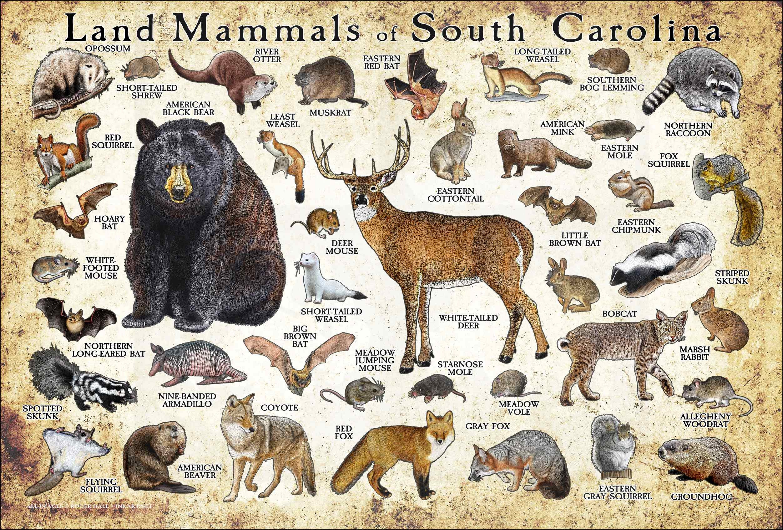 Mammals of South Carolina Poster Print / South Carolina Mammals Field ...