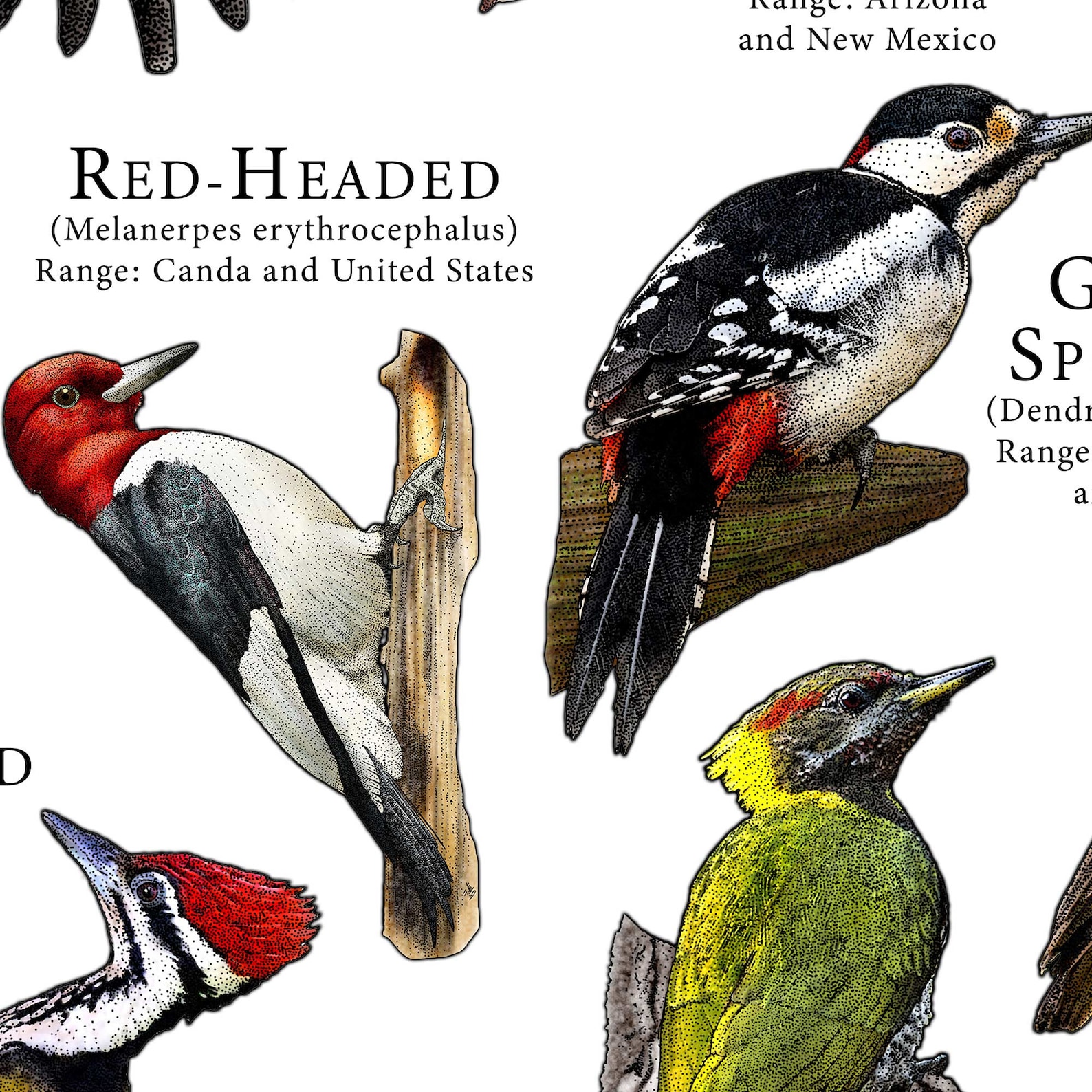 Woodpeckers of the World Poster Print - Etsy