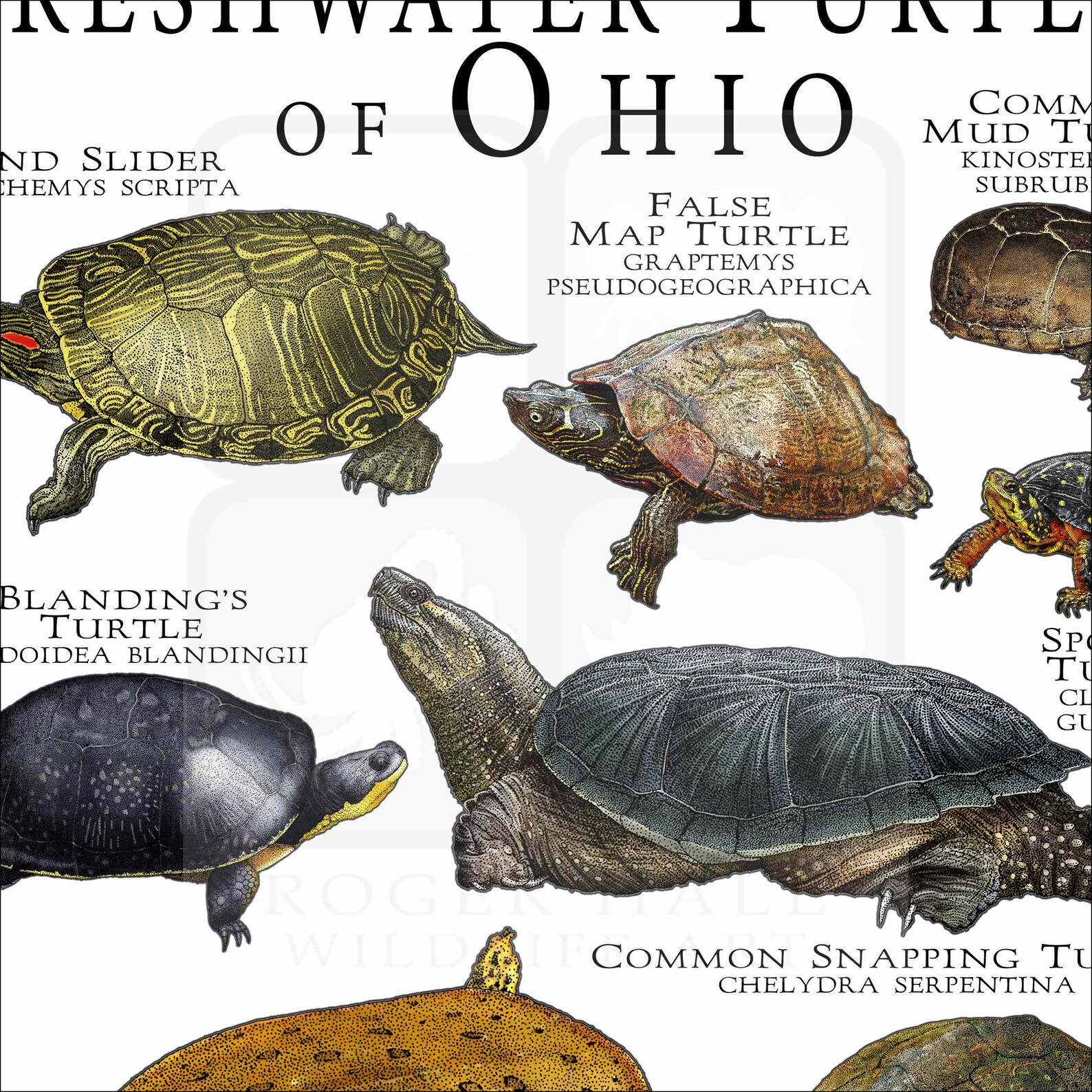 Freshwater Turtles of Ohio Poster Print Field Guide - Etsy