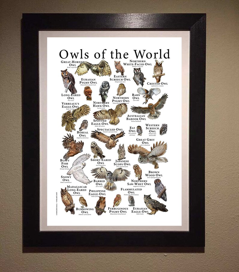 Owls of the World Poster Print - SIGNED BY ARTIST! - Etsy