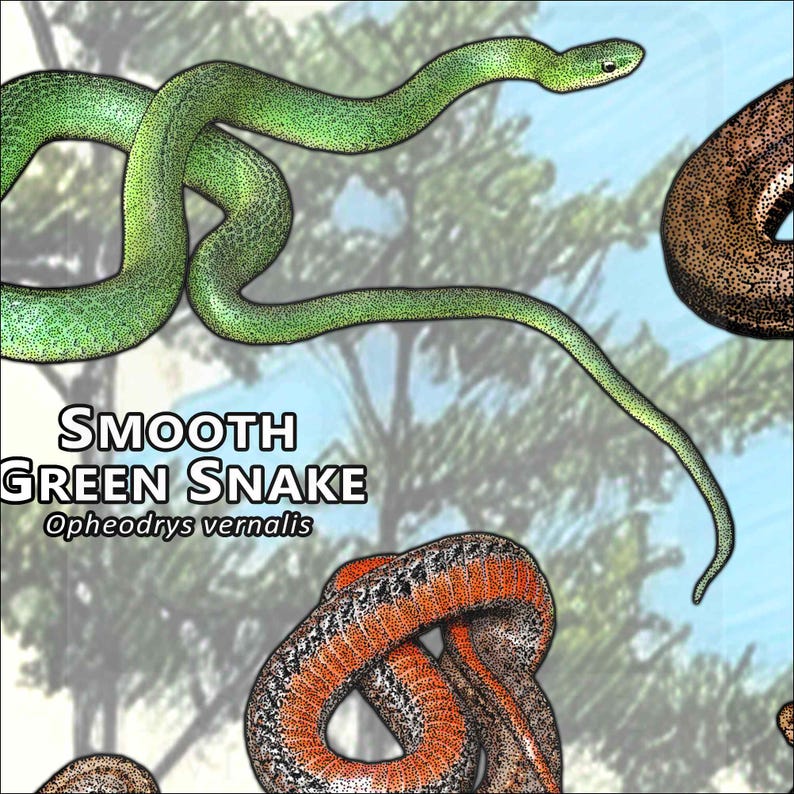 Snakes of Michigan Poster Print/field Guide - SIGNED BY ARTIST - Etsy