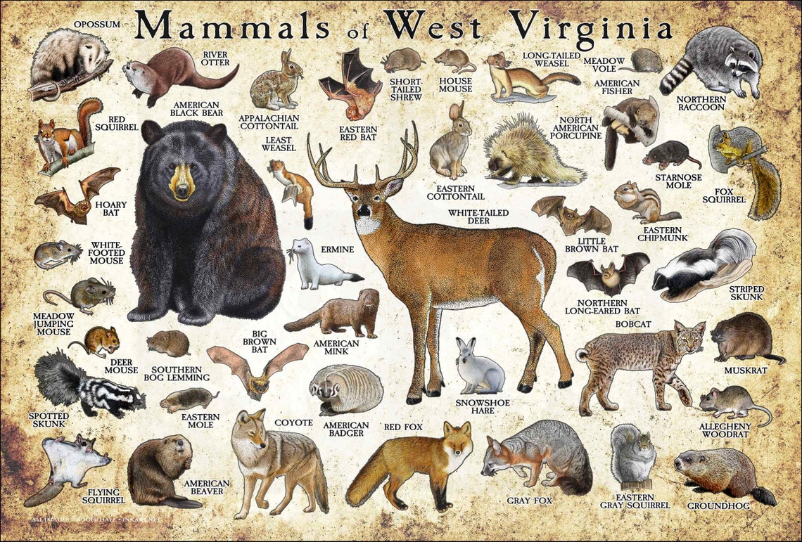 Mammals of West Virginia Poster Print / West Virginia Mammals - Etsy