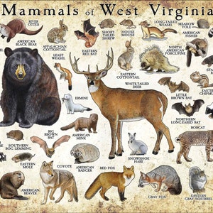 Mammals of West Virginia Poster Print / West Virginia Mammals Field ...