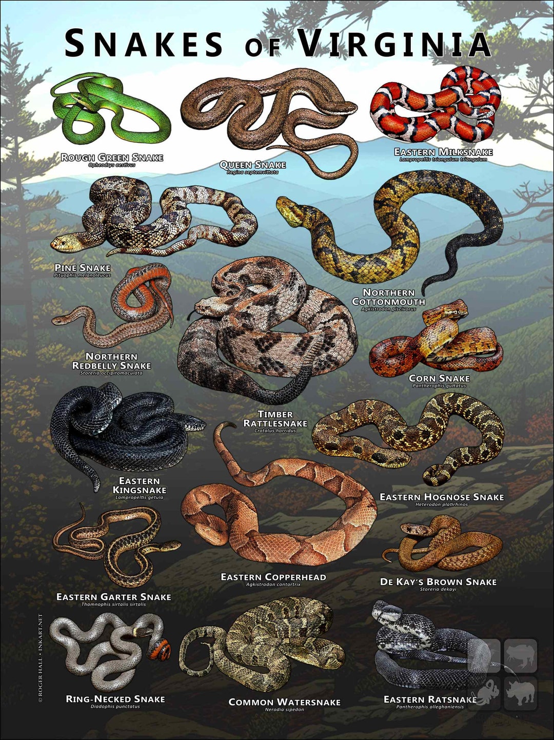 Snakes of Virginia Poster Print/field Guide - SIGNED BY ARTIST! - Etsy