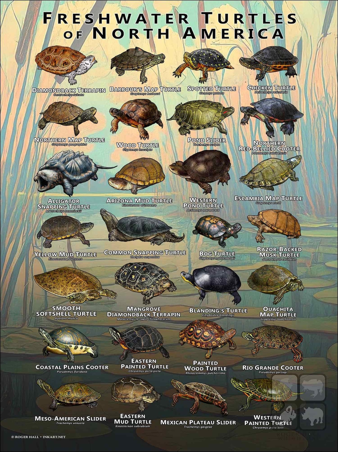 Freshwater Turtles of North America Art Print / Field Guide - SIGNED BY ...