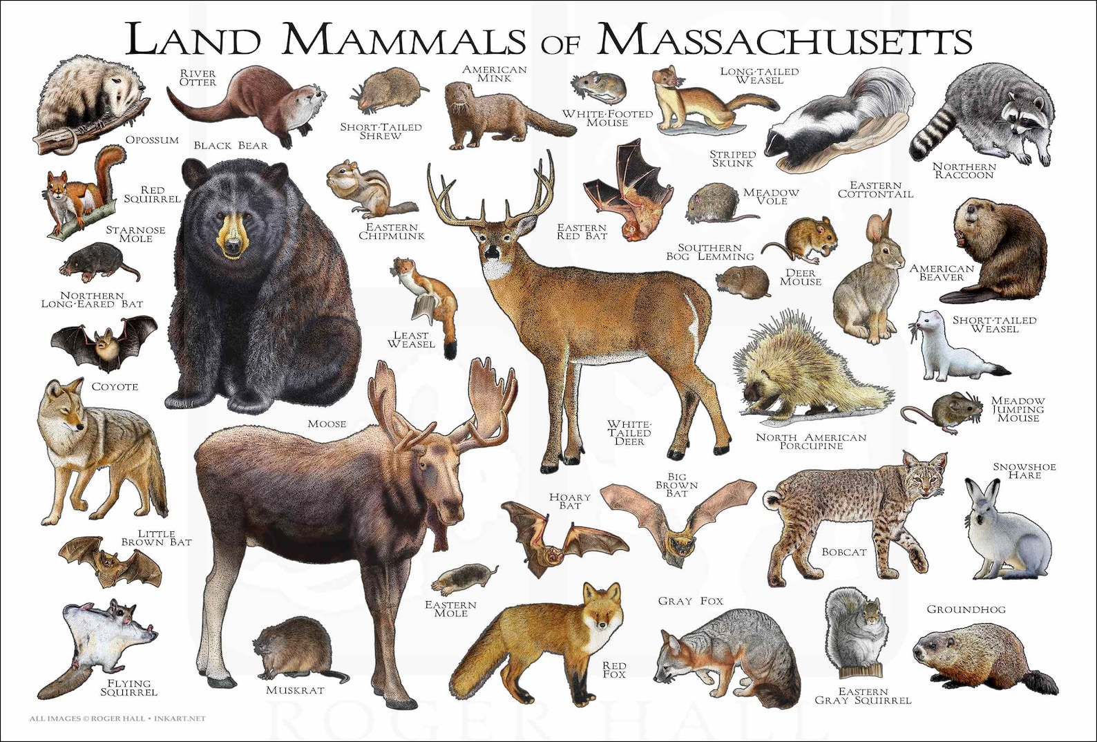 Massachusetts Mammals Poster Print: Signed Wildlife Art - Etsy