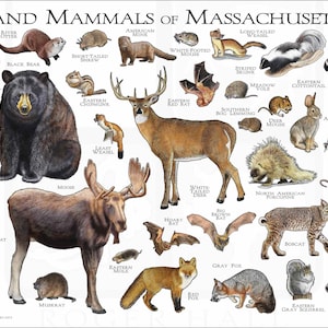 Massachusetts Mammals Poster Print: Signed Wildlife Art - Etsy